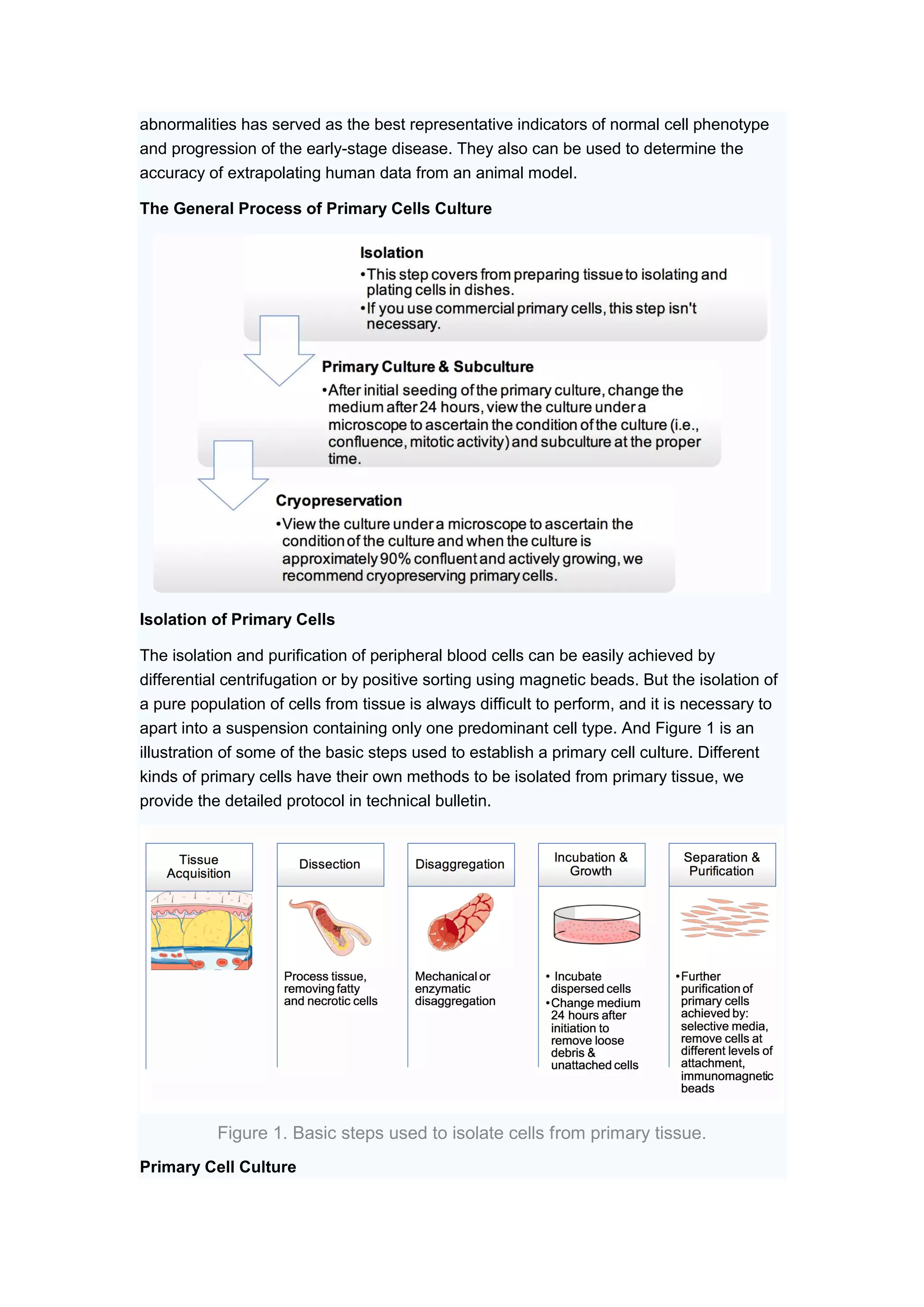 Primary cell culture guide | PDF