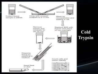 Primary culture and cell line | PPTX