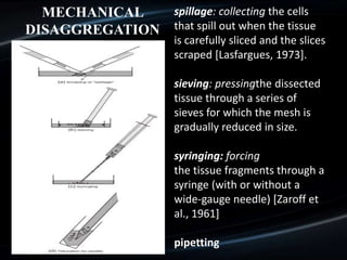 Primary culture and cell line | PPTX