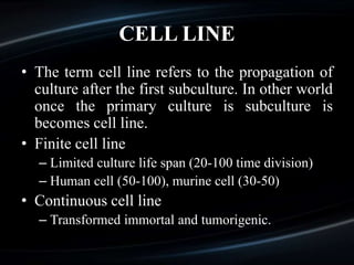 Primary culture and cell line | PPTX