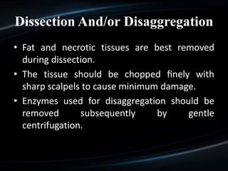 Primary culture and cell line | PPTX