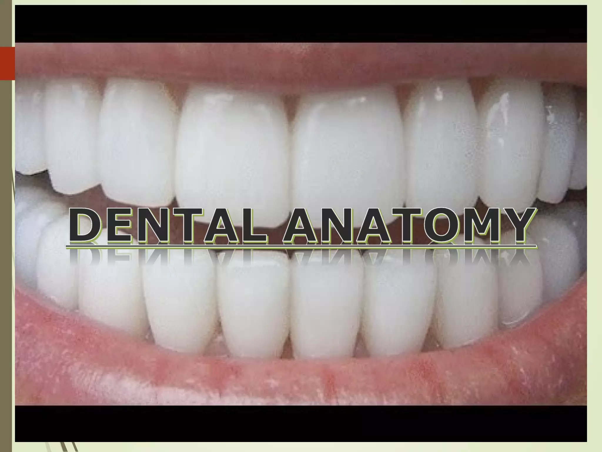 Primary Dentition | PPT