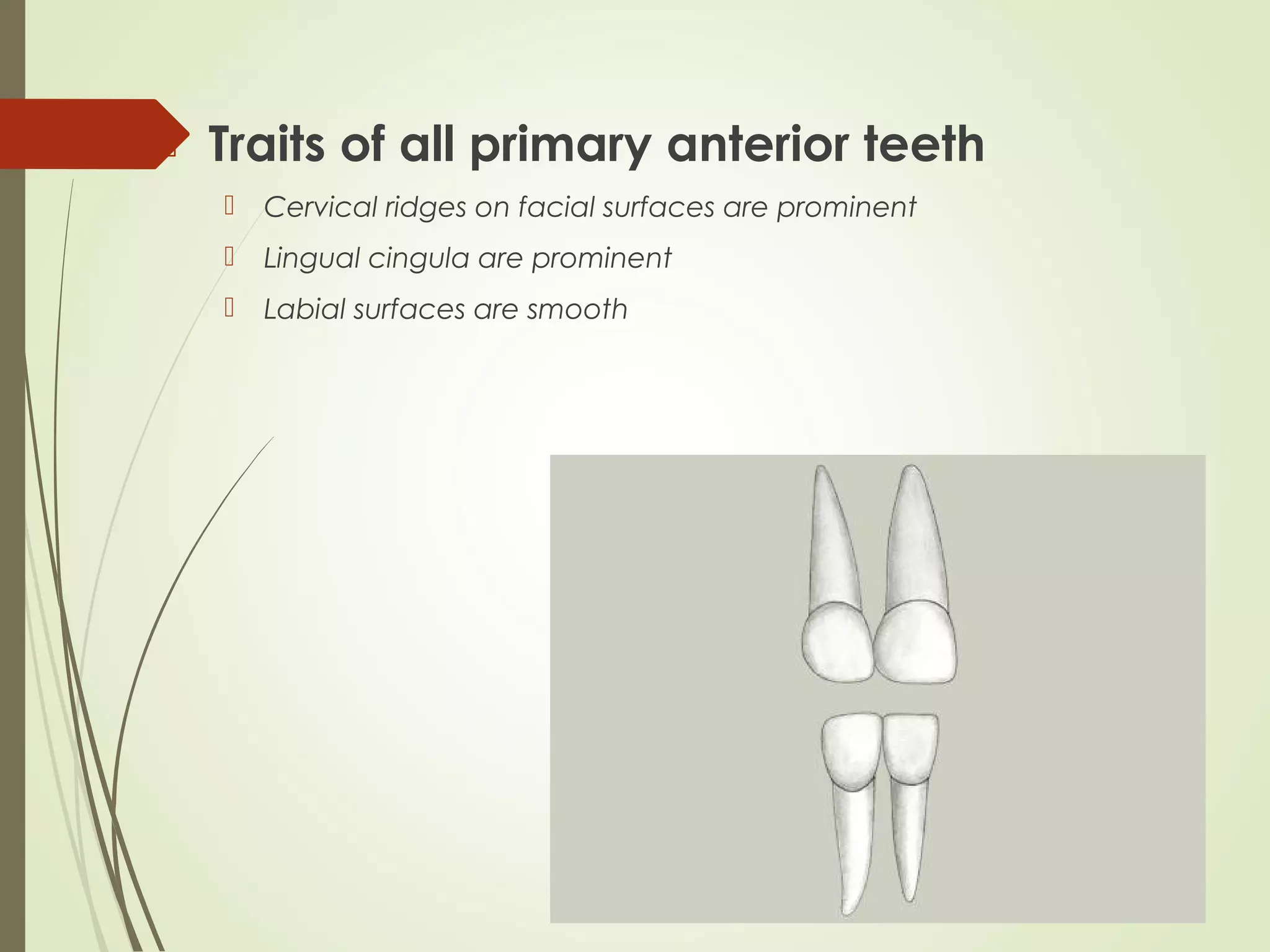 Primary Dentition | PPT