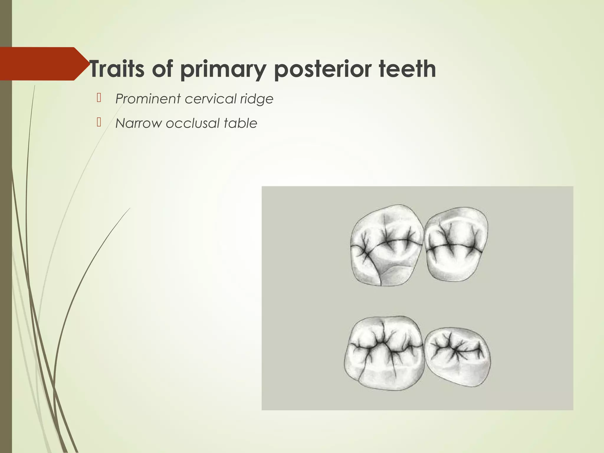 Primary Dentition | PPT