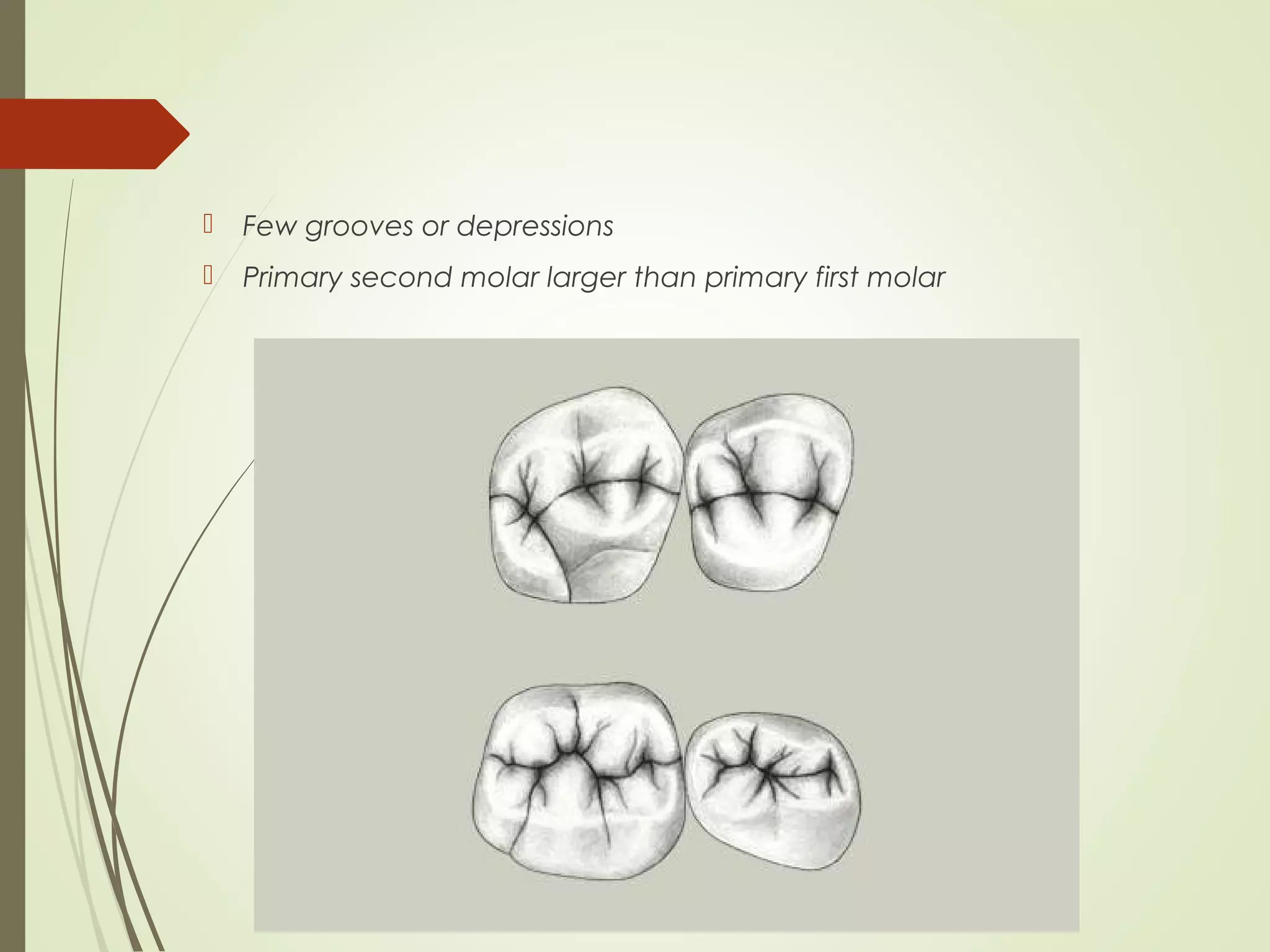 Primary Dentition | PPT