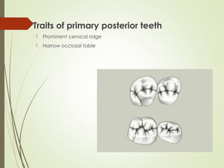 Primary Dentition | PPT