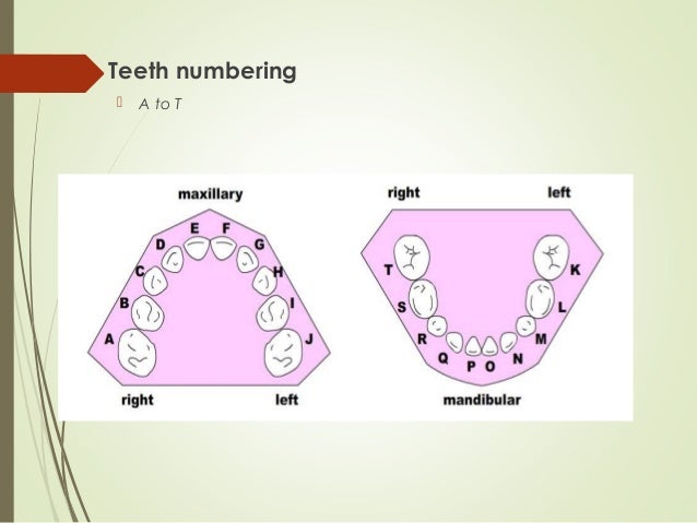 Primary Dentition