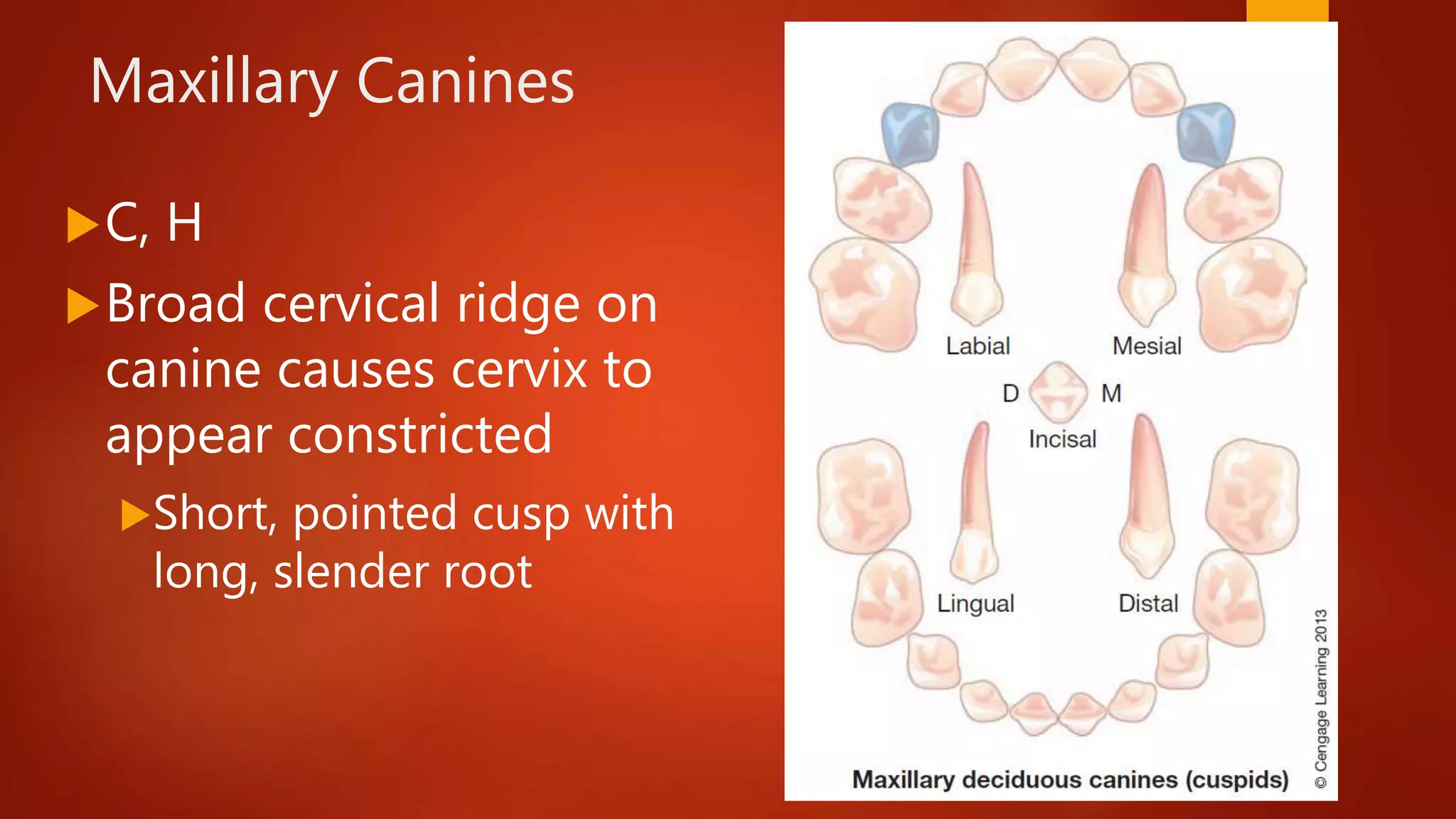 Primary Dentition and Tooth Development | PPTX