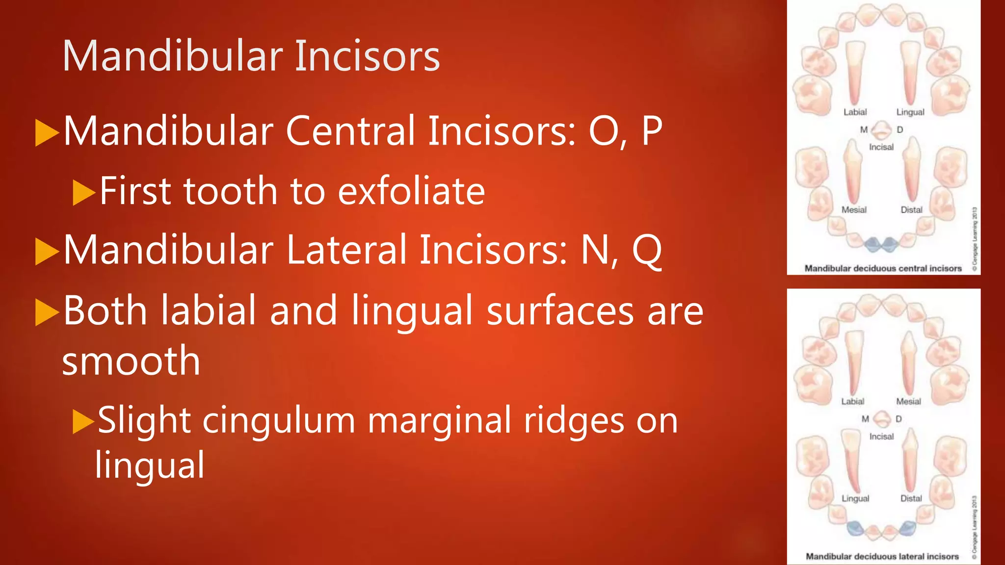 Primary Dentition and Tooth Development | PPTX