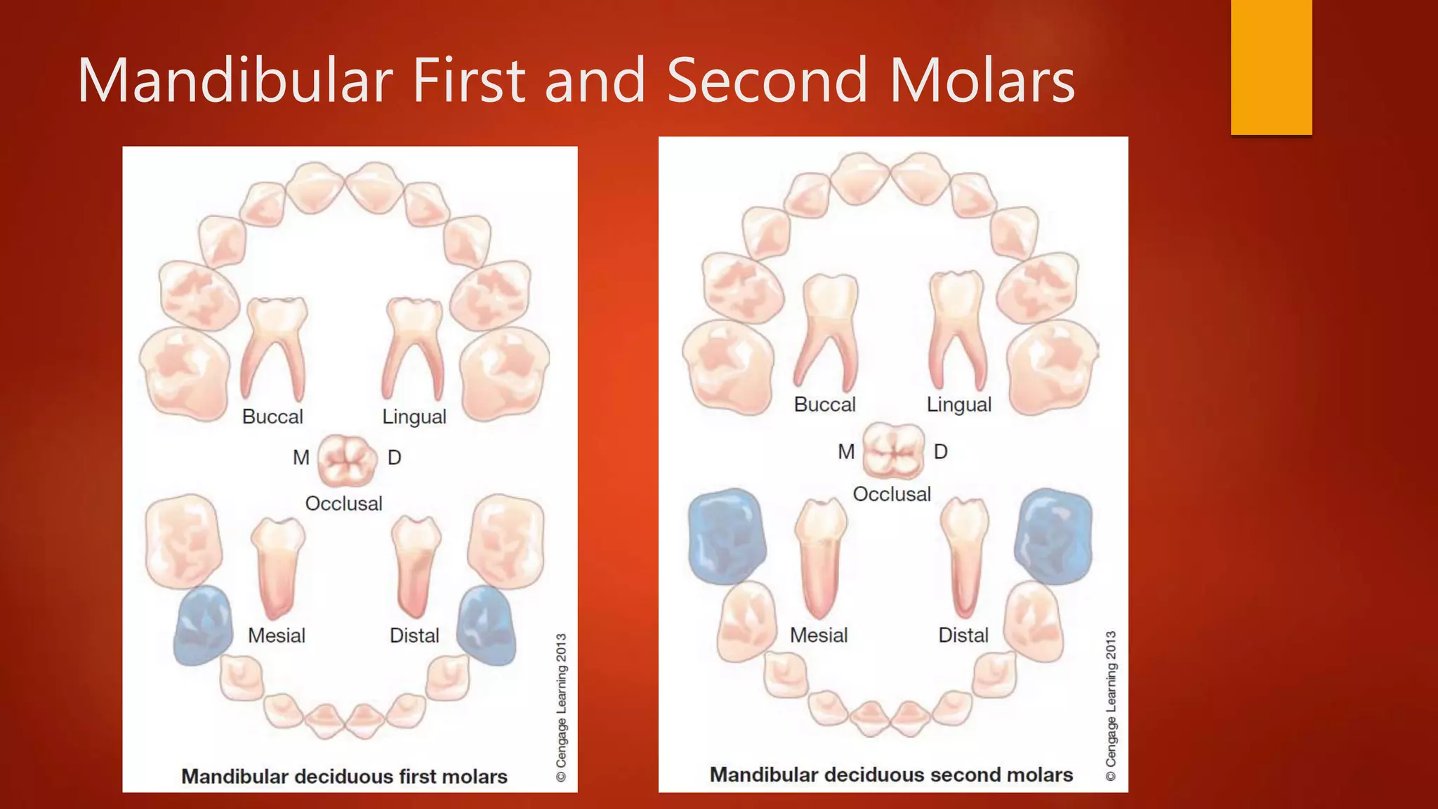 Primary Dentition and Tooth Development | PPTX