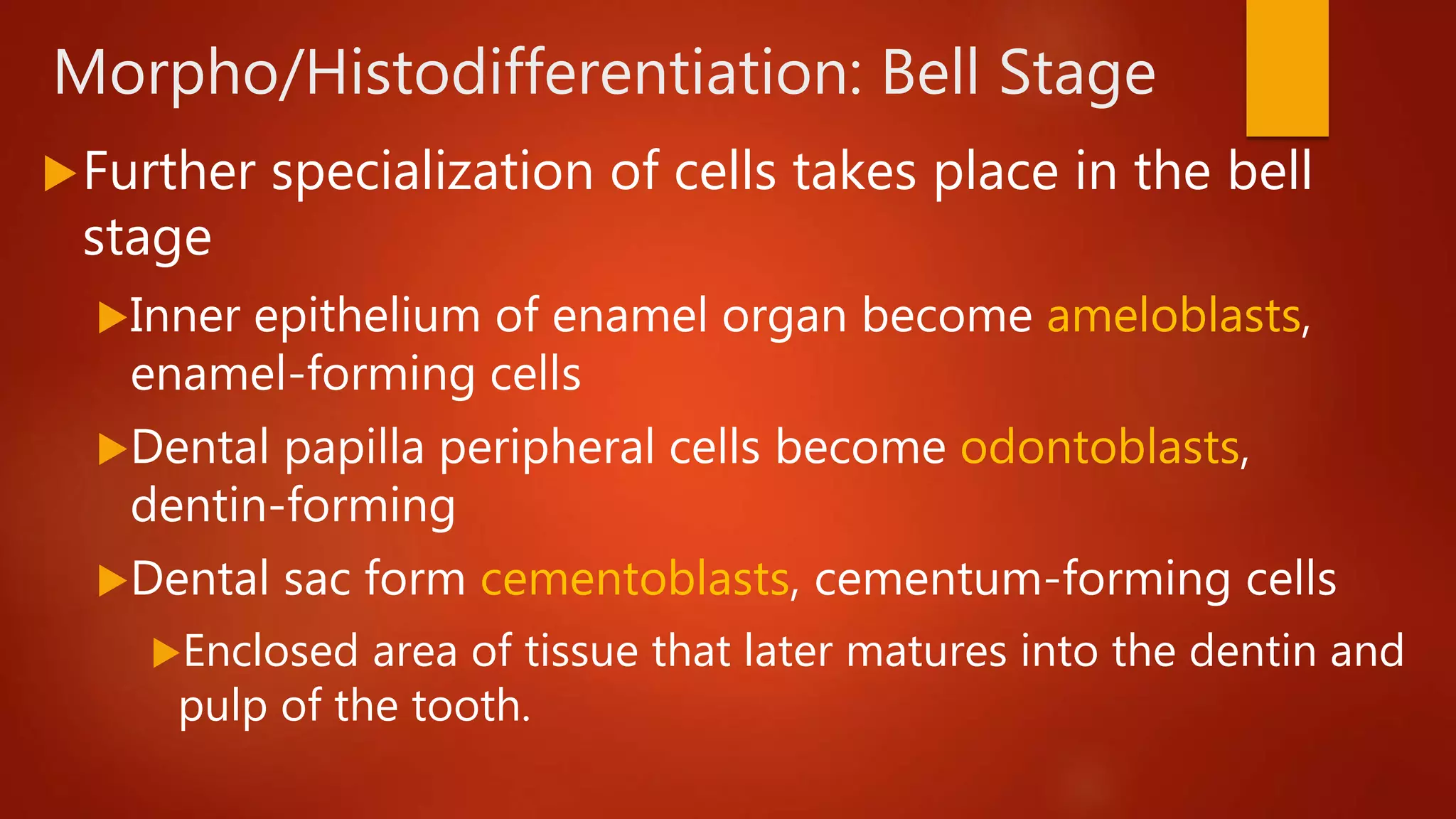Primary Dentition and Tooth Development | PPTX