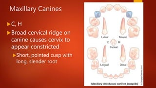 Primary Dentition and Tooth Development | PPTX