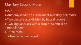 Primary Dentition and Tooth Development | PPTX