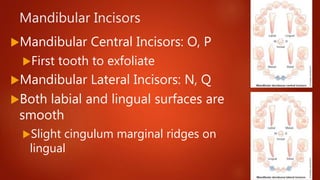 Primary Dentition and Tooth Development | PPTX