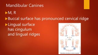 Primary Dentition and Tooth Development | PPTX