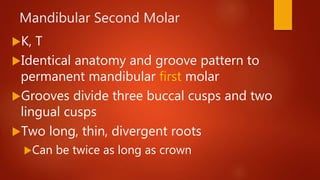 Primary Dentition and Tooth Development | PPTX
