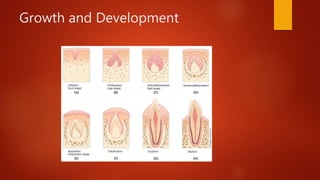 Primary Dentition and Tooth Development | PPTX
