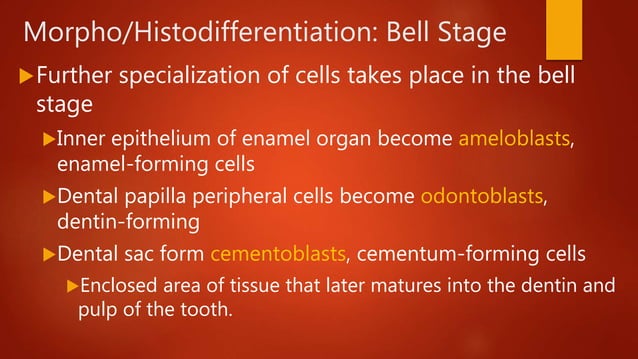 Primary Dentition and Tooth Development | PPTX