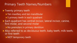 Primary Dentition and Tooth Development | PPTX