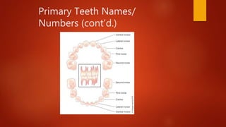 Primary Dentition and Tooth Development | PPTX