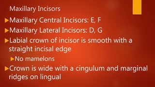 Primary Dentition and Tooth Development | PPTX