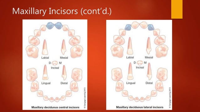 Primary Dentition and Tooth Development | PPTX