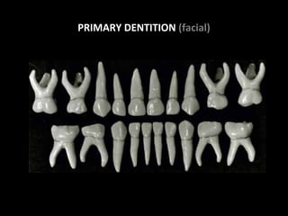Primary dentition kuliah | PPT