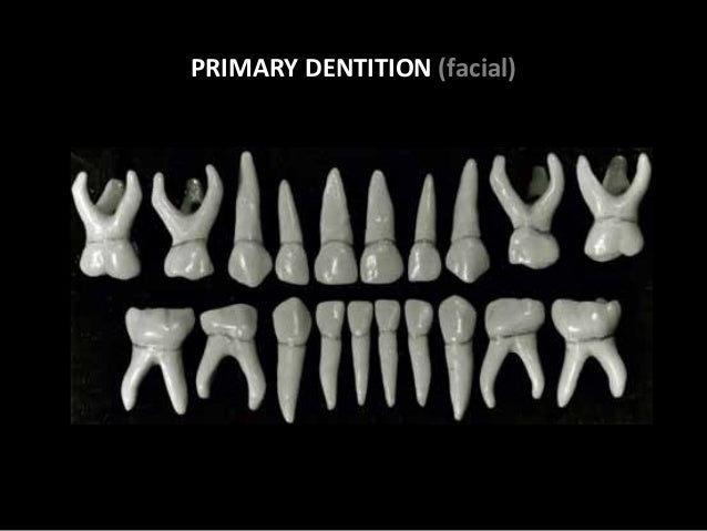 Primary dentition kuliah