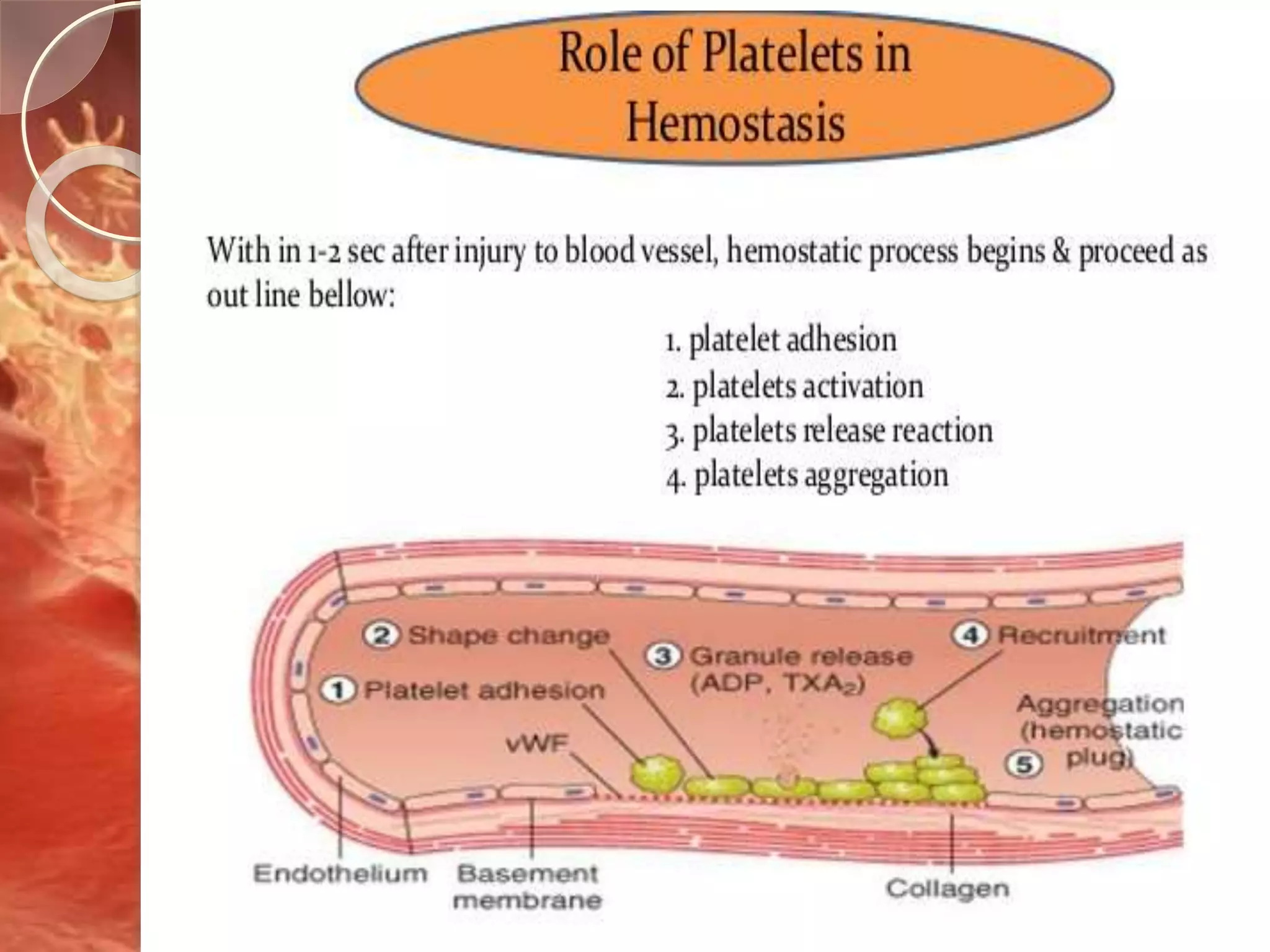 Primary hemostasis | PPTX