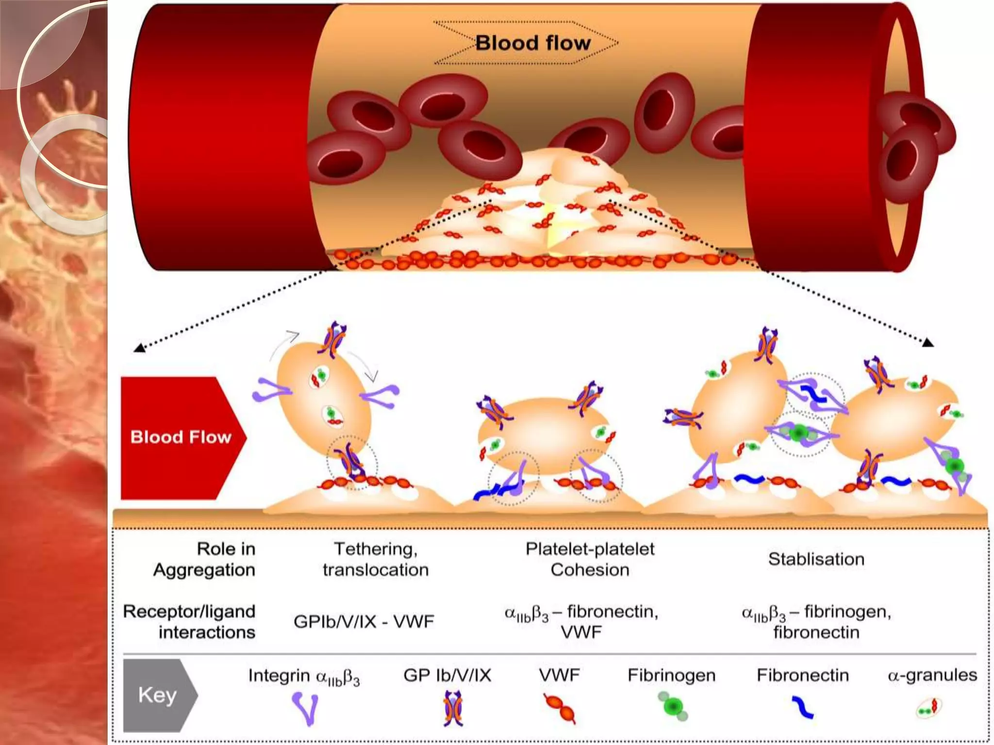 Primary hemostasis | PPTX
