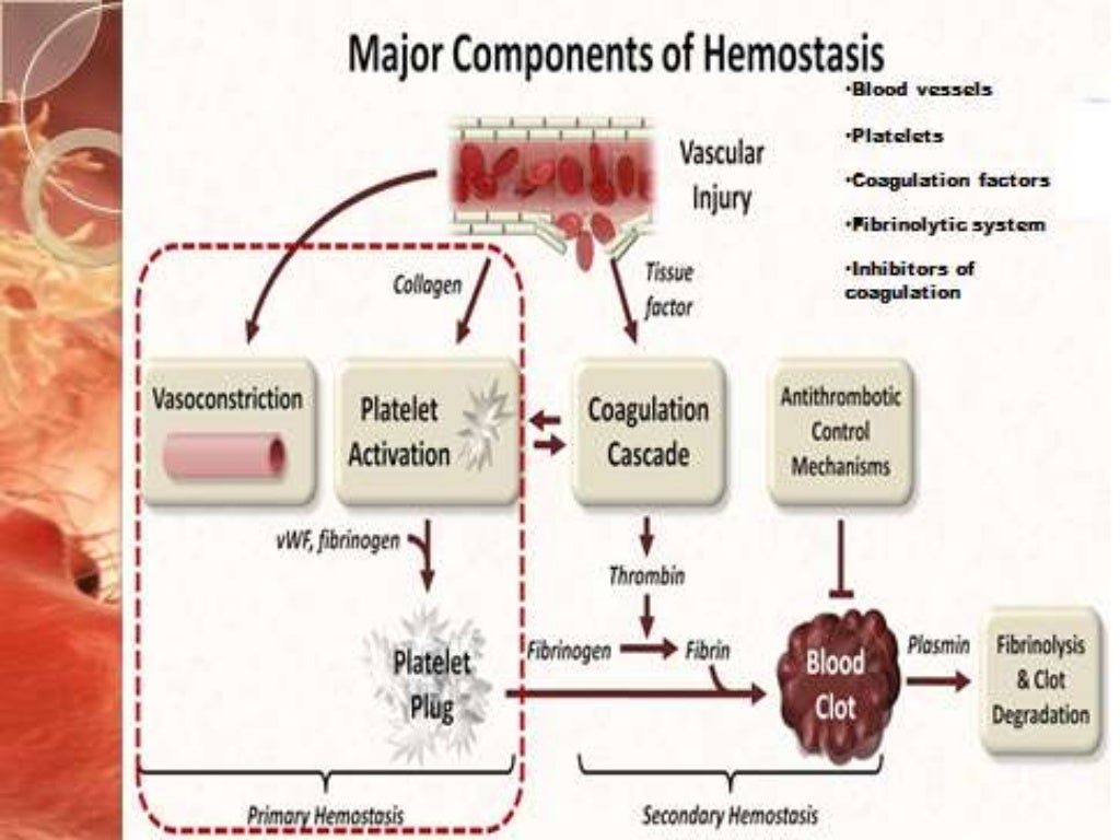 Primary hemostasis