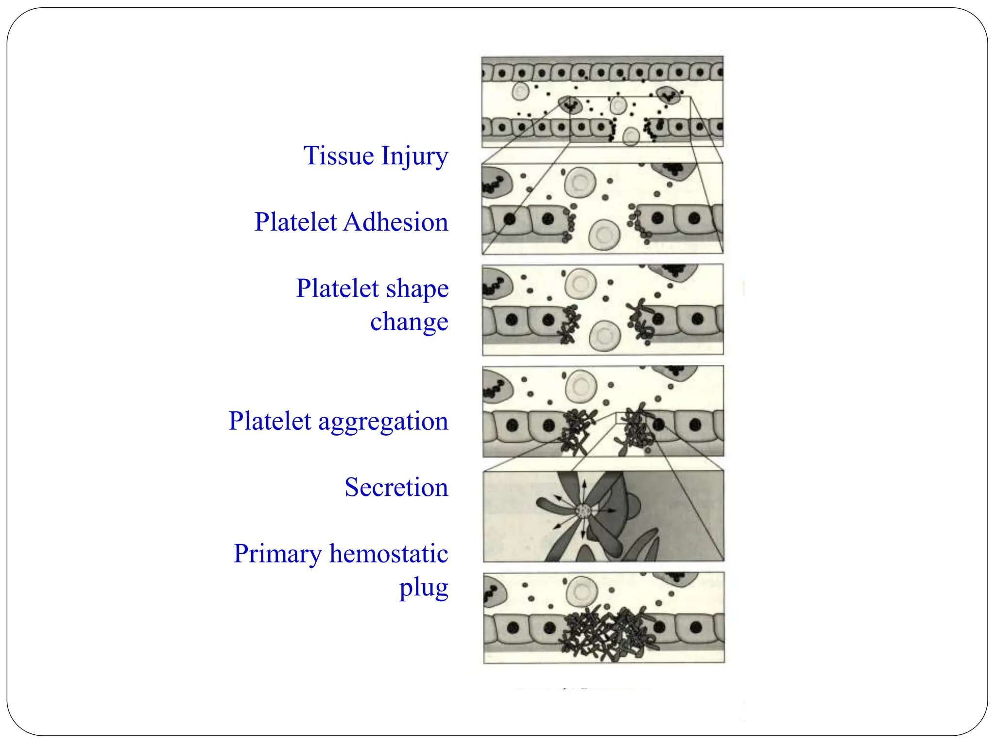 Primary hemostasis.ppt