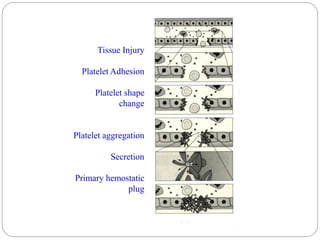 Primary hemostasis.ppt