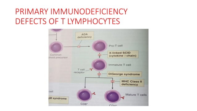 PRIMARY IMMUNE DEFICIENCY DISEASES | PPT