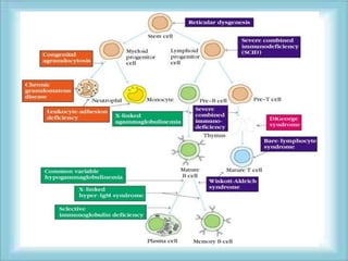 Primary immunodeficiency | PPTX