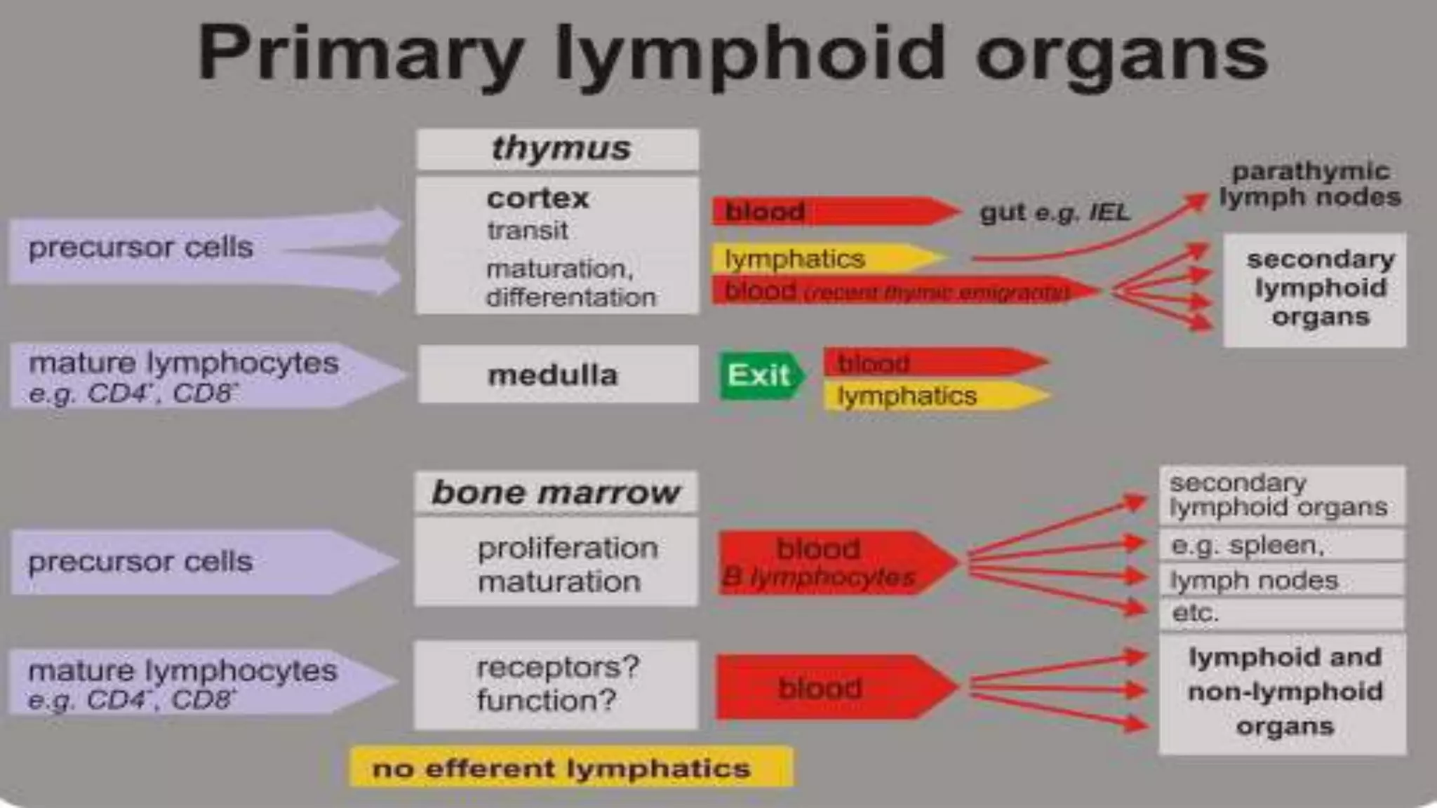 Primary lymphoid organs | PPTX