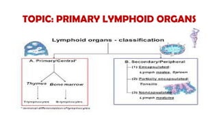 primary lymphoid organs ppt ganesh. pptx | PPTX