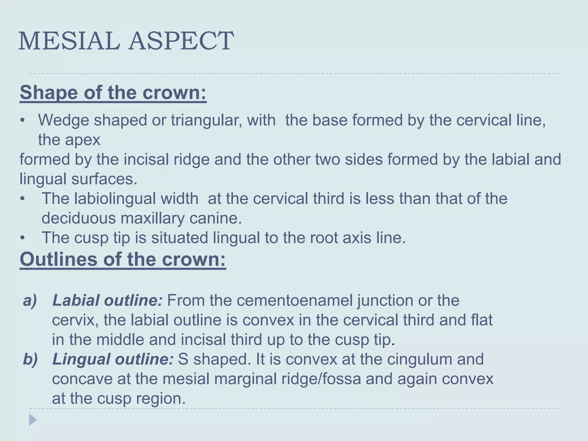 Primary mandibular canine | PPTX