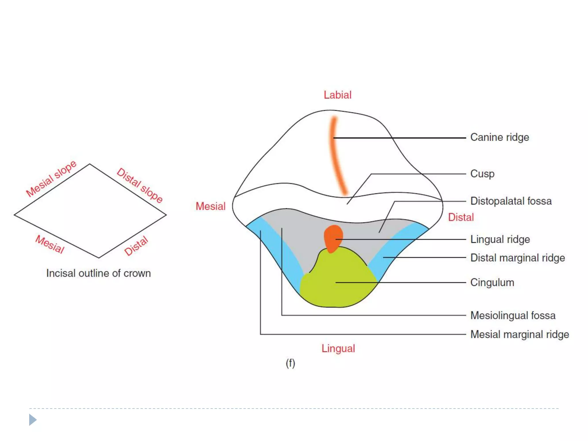 Primary mandibular canine | PPTX