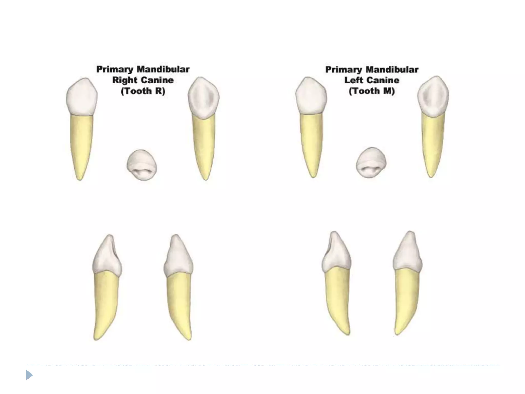 Primary mandibular canine | PPTX