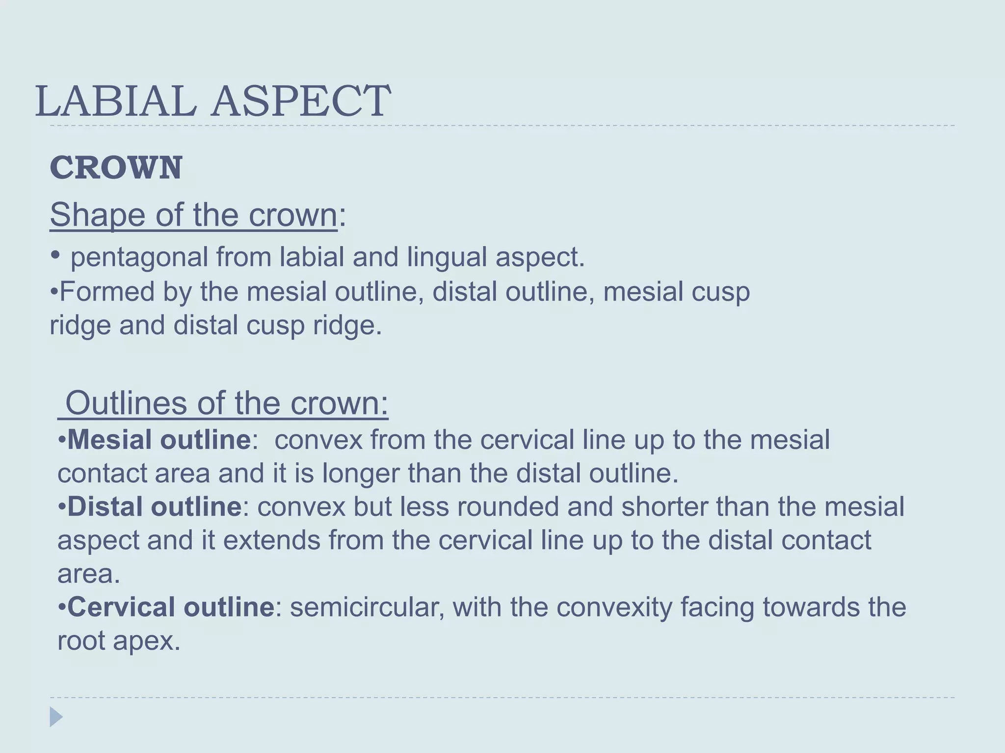 Primary mandibular canine | PPTX