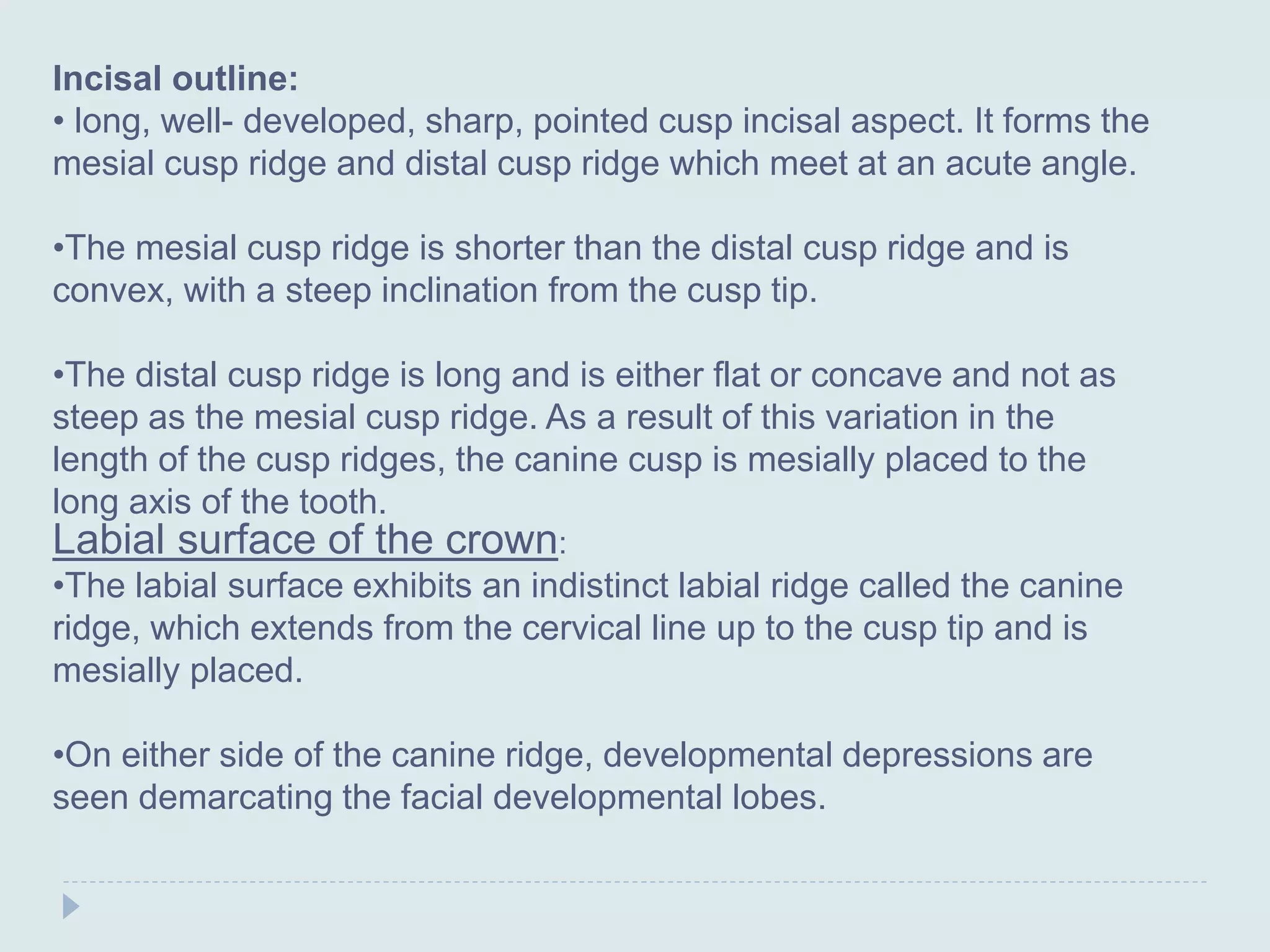 Primary mandibular canine | PPTX