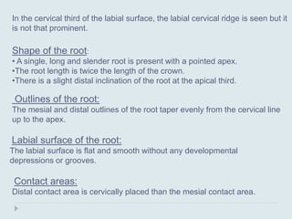 Primary mandibular canine | PPTX