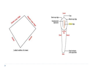 Primary mandibular canine | PPTX