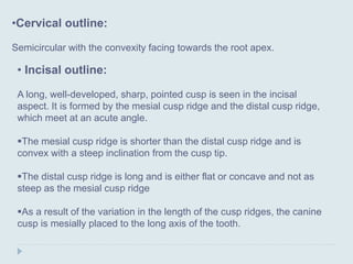 Primary mandibular canine | PPTX