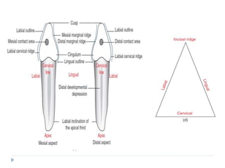 Primary mandibular canine | PPTX