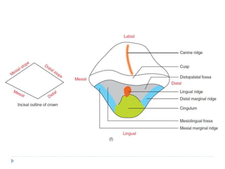 Primary mandibular canine | PPTX