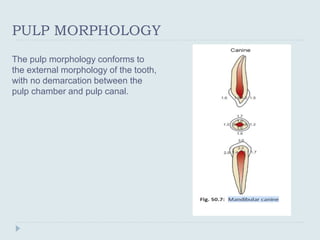 Primary mandibular canine | PPTX