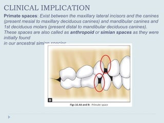 Primary mandibular canine | PPTX