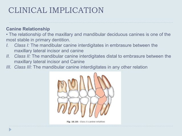 Primary mandibular canine | PPTX | Dental Health | Diseases and Conditions